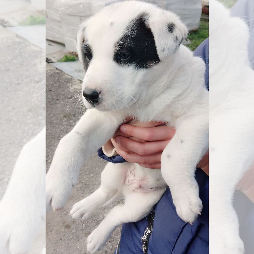 Щенок в добрые руки