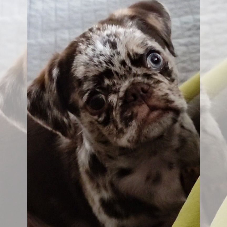 Мальчик в шоколаде