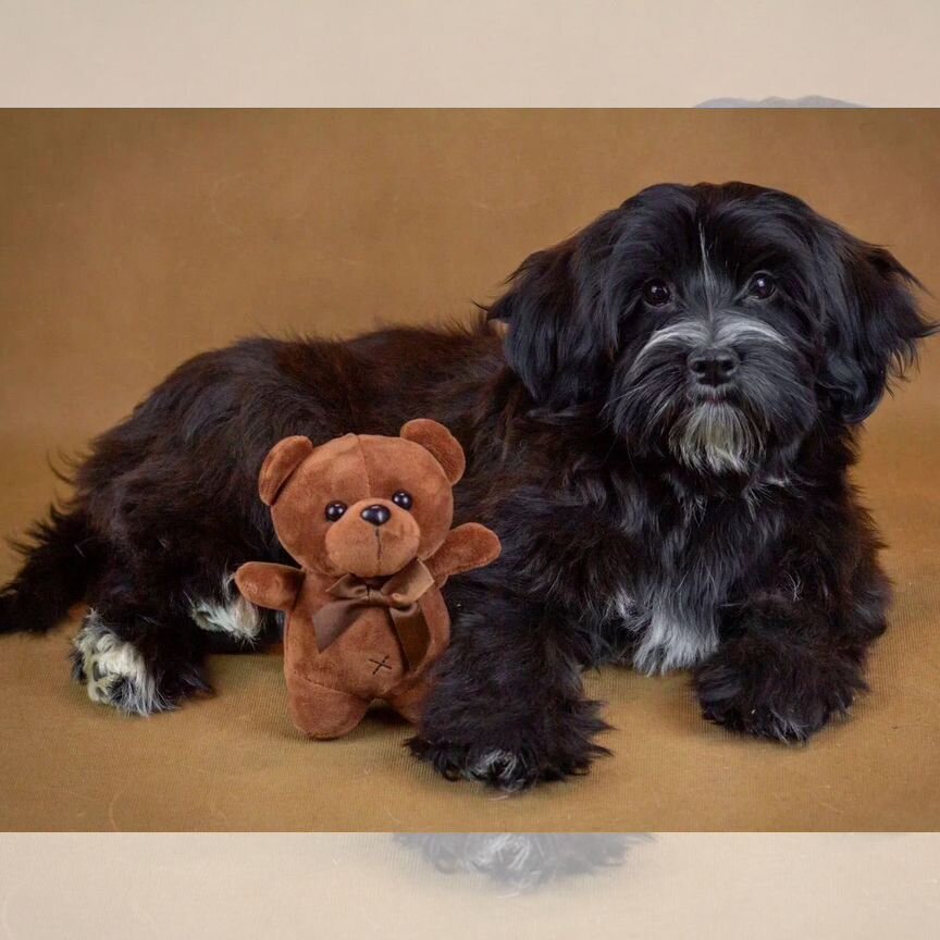 Гаванский бишон, щенок