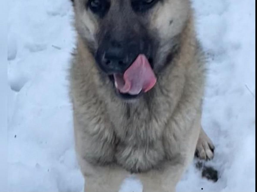 Собака ищет дом