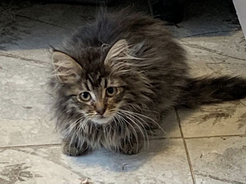 Котенок Нафаня