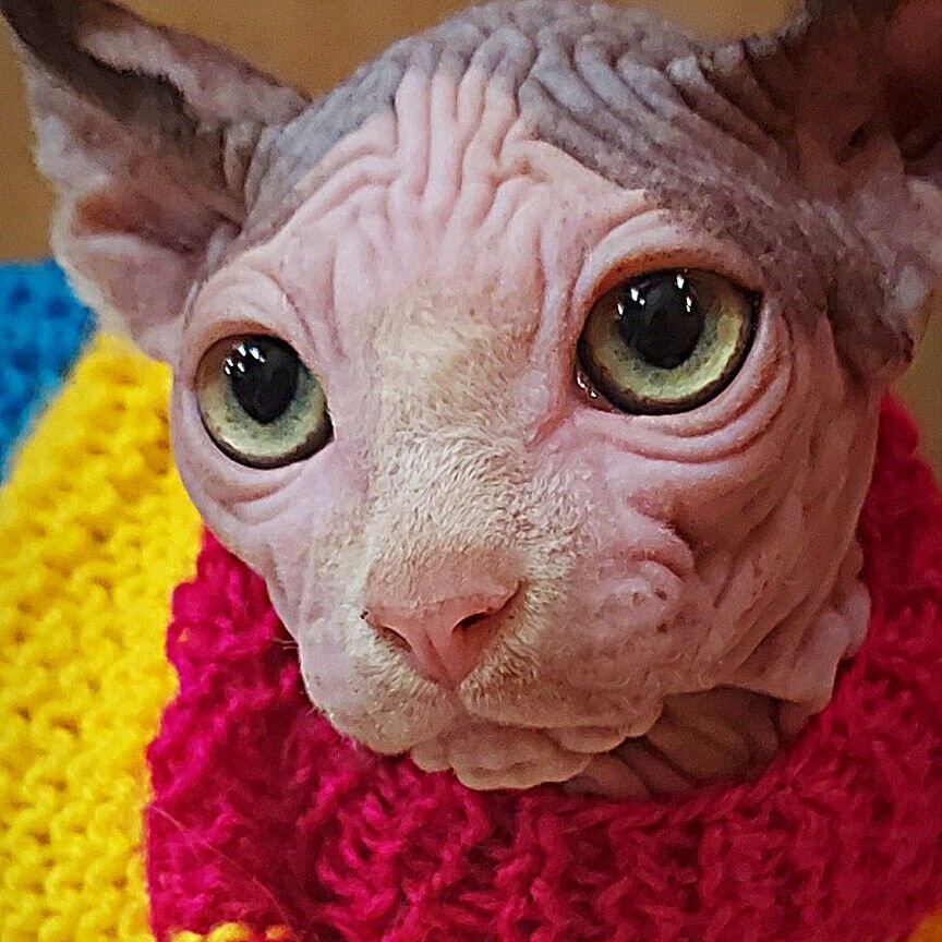 Которебенок мальчишка эльф