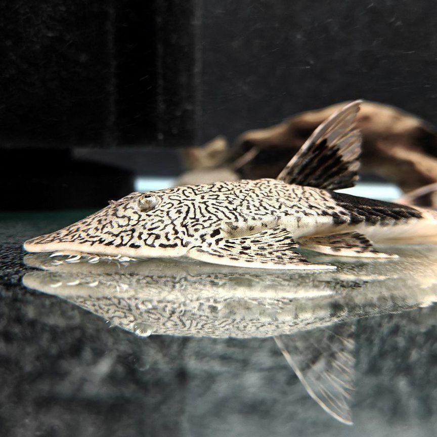 Pseudohemiodon Apitanos