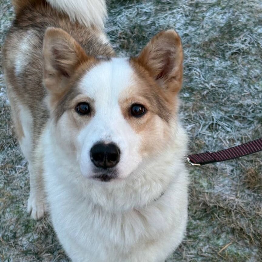 Взрослая собака в добрые руки