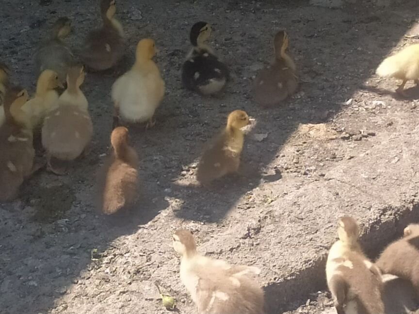 Индоутка с утятами город Пятигорск посёлок горячев