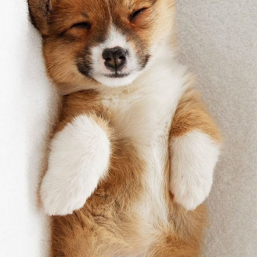 Вельш Корги Кардиган, щенок