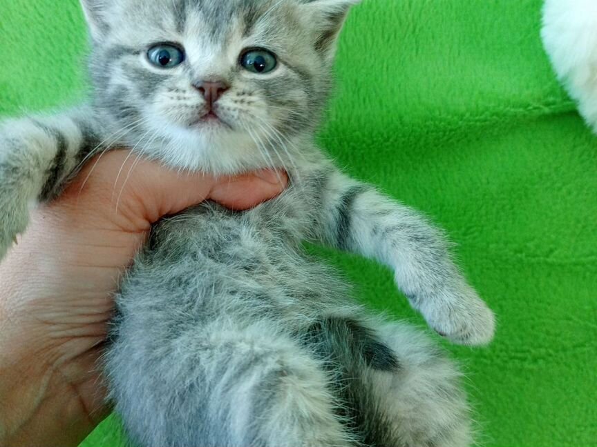 Шотландские котята, вислоухие и прямоухие