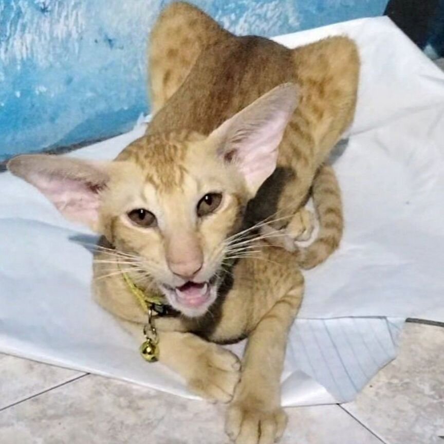 Молодой кот