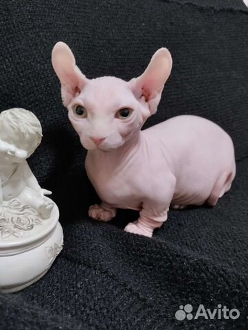 Здоровский мальчишка канадского сфинкса двельфик