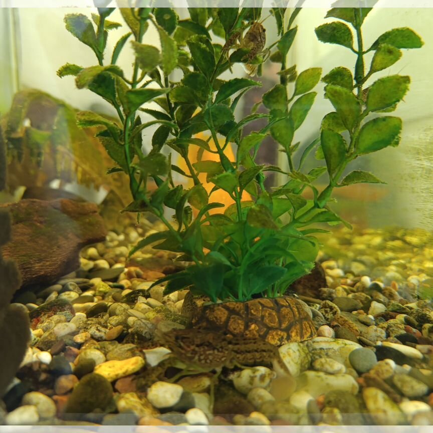 Аквариумные раки