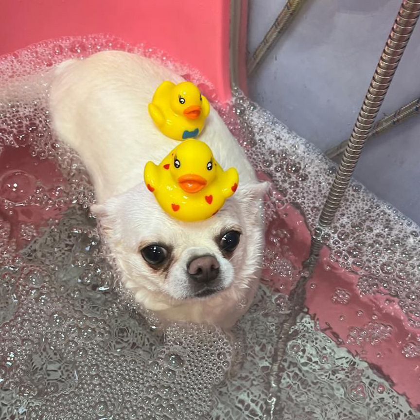 Озоновая ванна для груминга