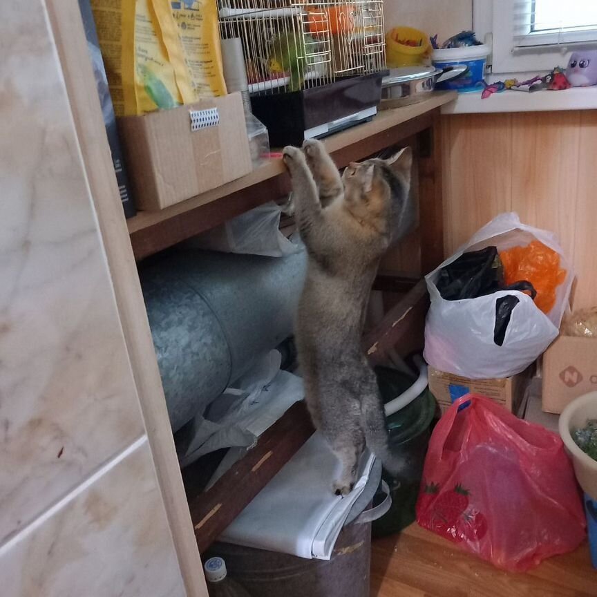 Британская шиншилла