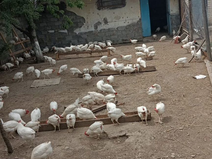 Куры несушки Ломан Браун Лайт