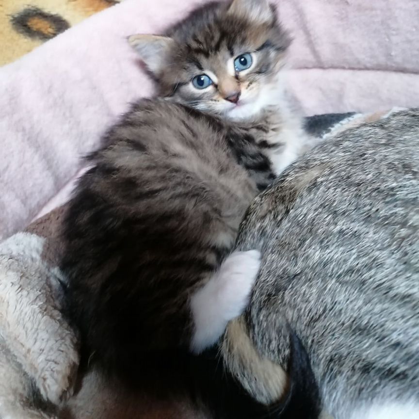 Сибирский котёнок