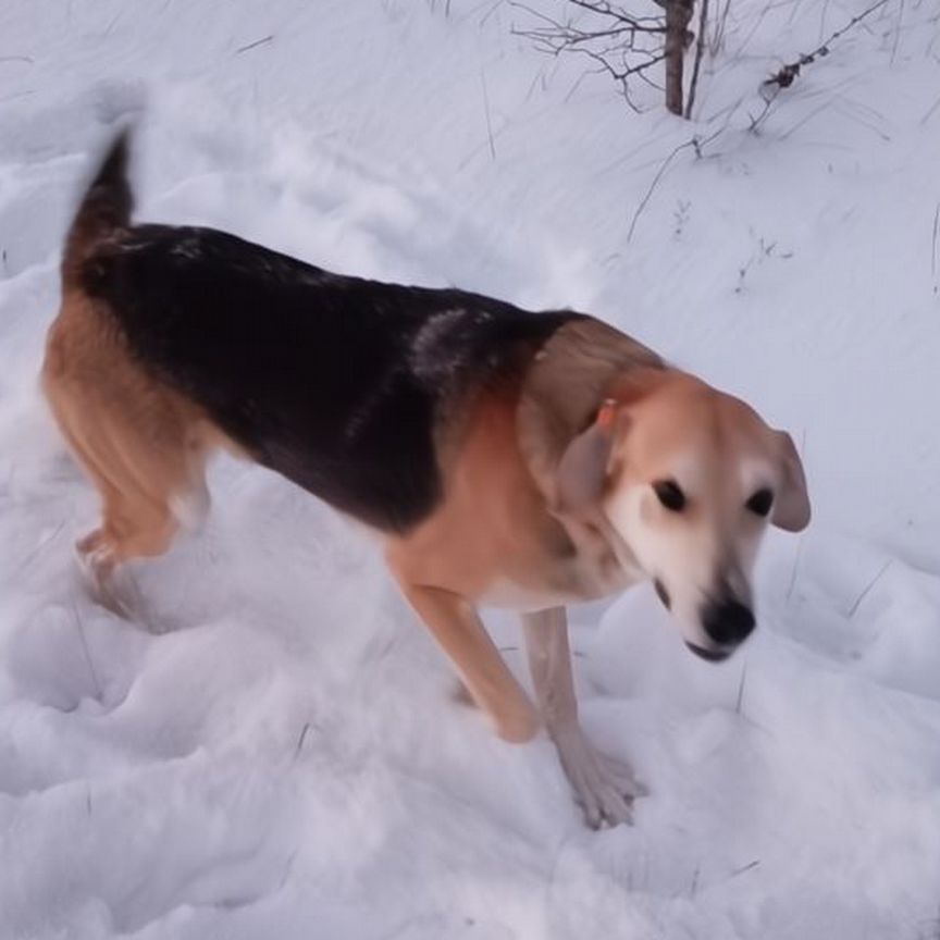 Русская гончая, взрослый пёс