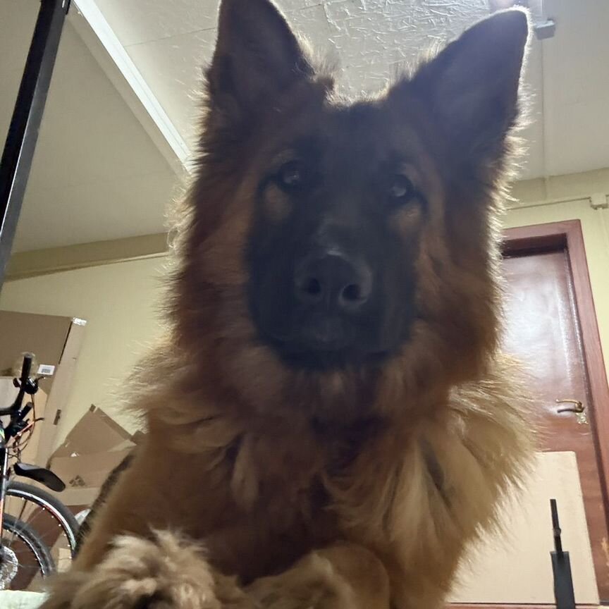 Немецкая овчарка