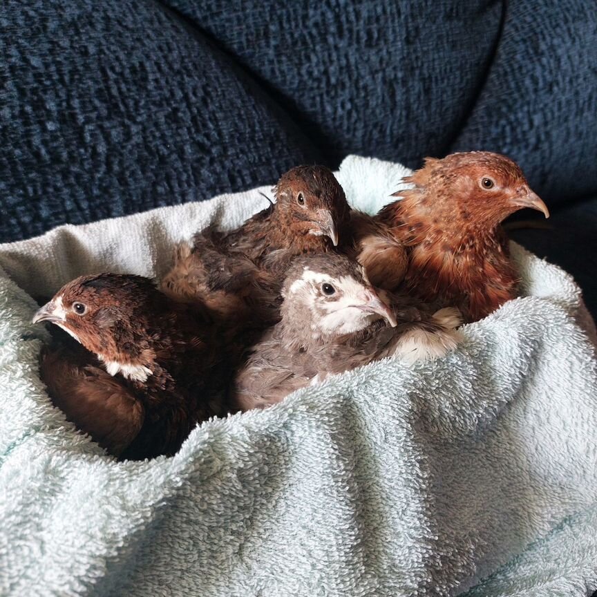 Перепела (3 девочки + 1 мальчик)