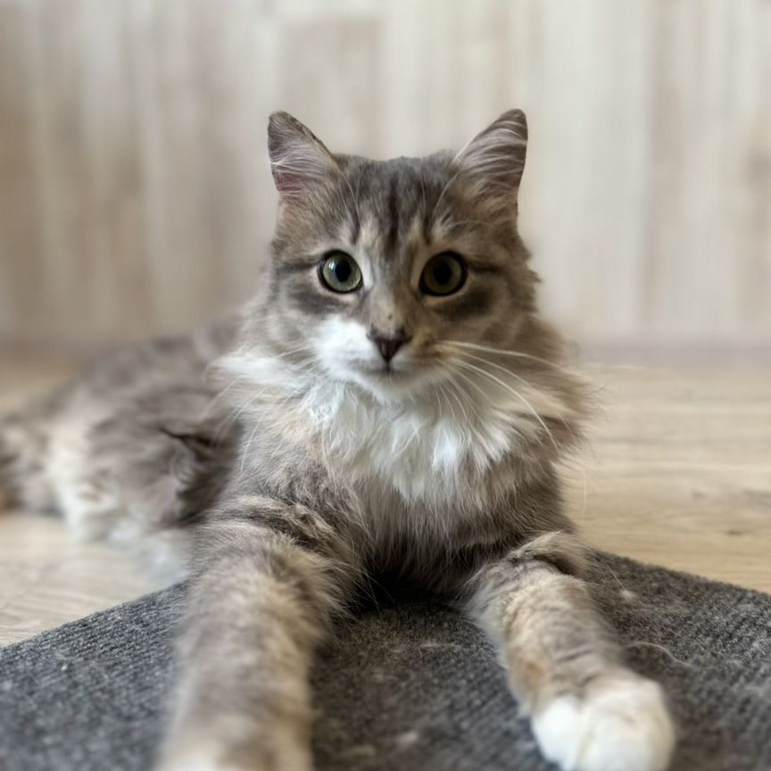 Отдаю котика в добрые руки