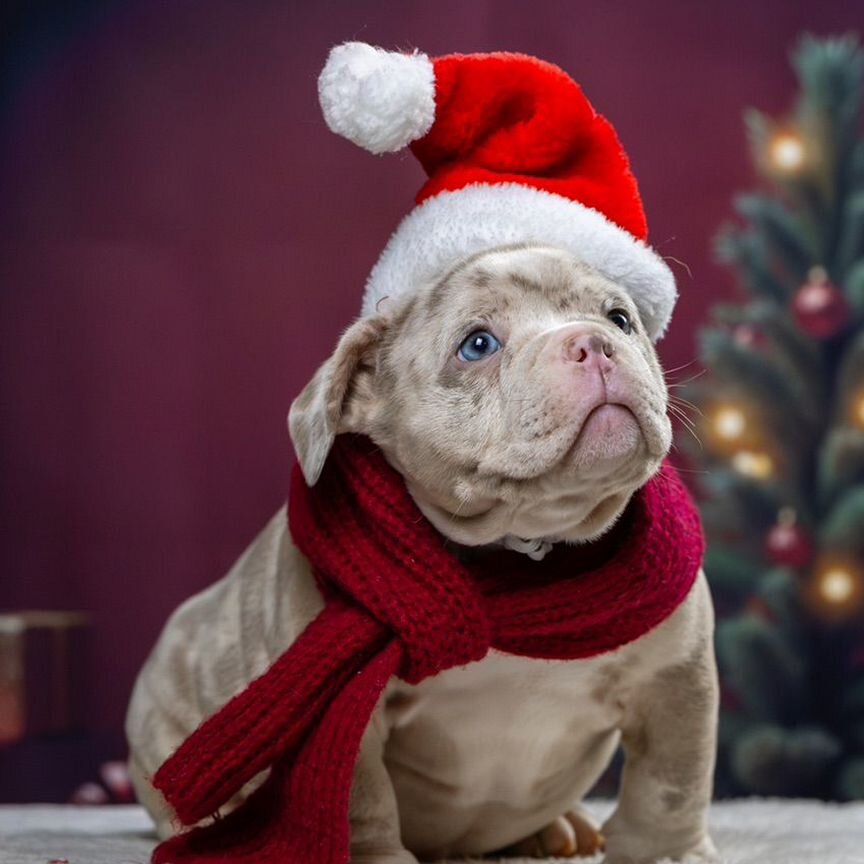 Американский булли, щенок