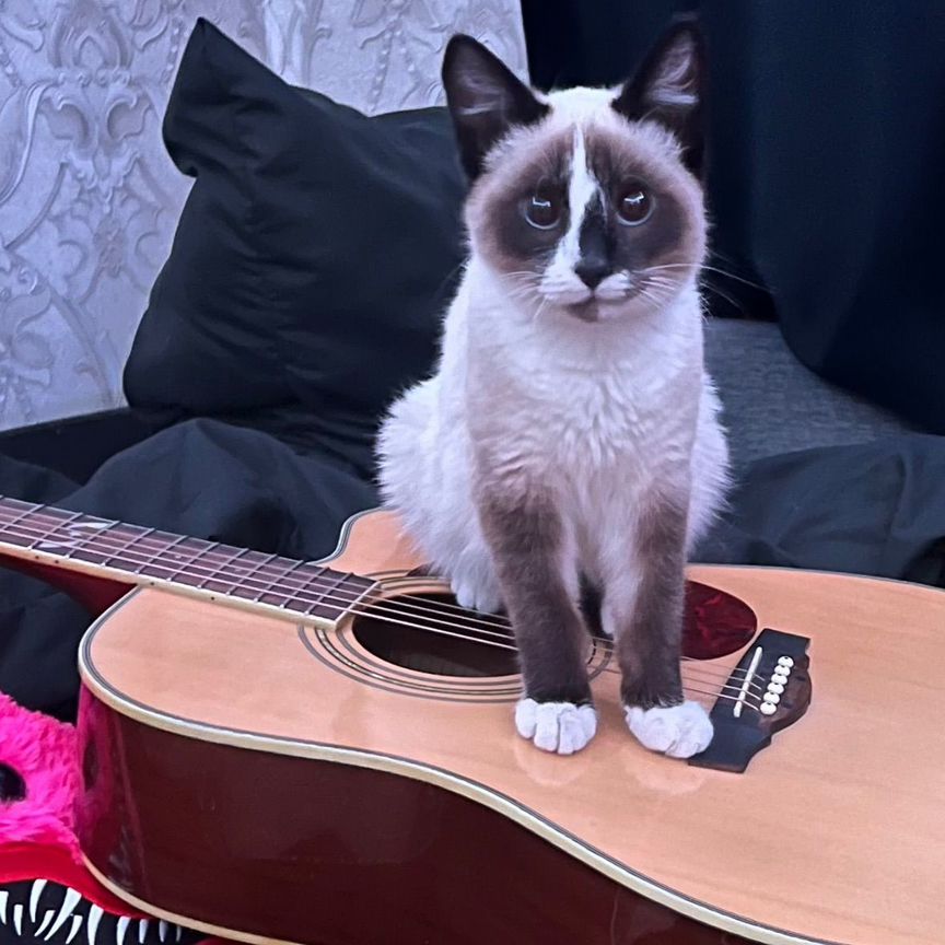 Сиамский котёнок