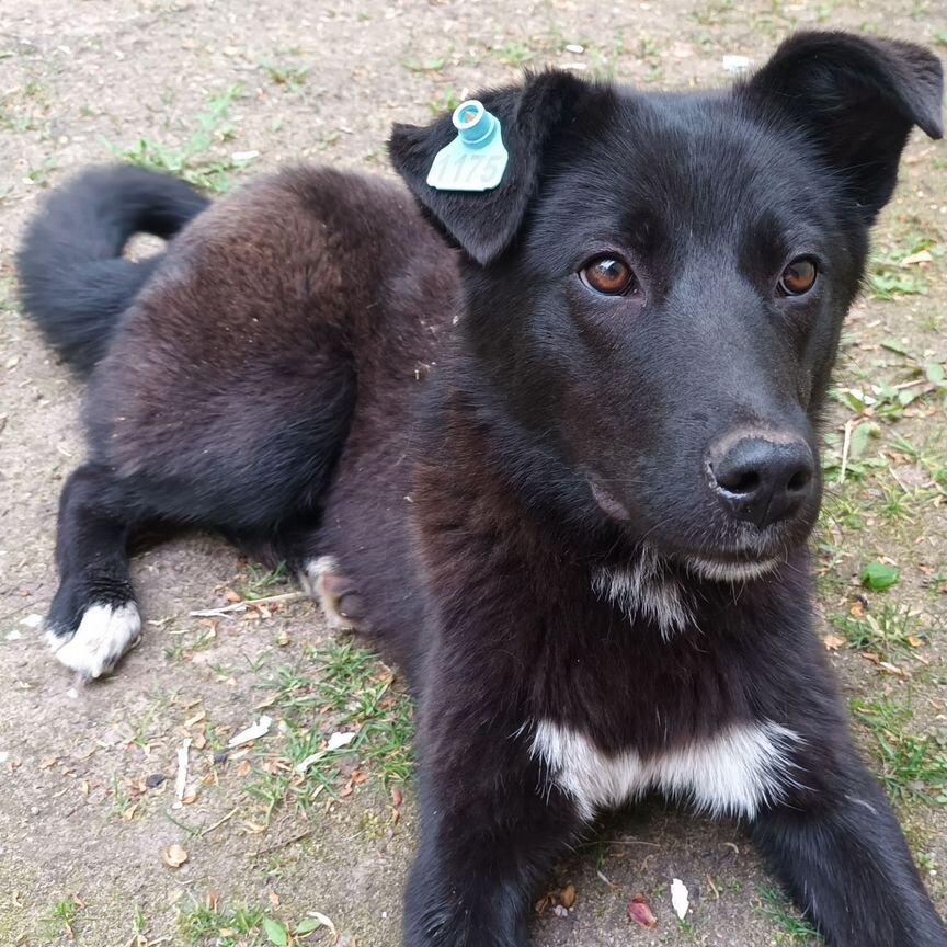 Собака в добрые руки отдам бесплатно