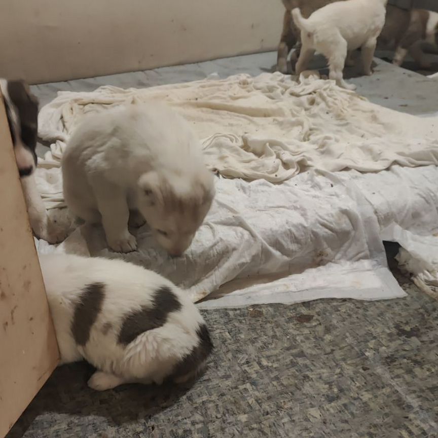 Среднеазиатская овчарка, щенок