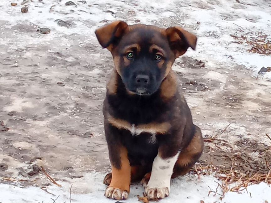 Отдадим в хорошие руки щенка(кобель)