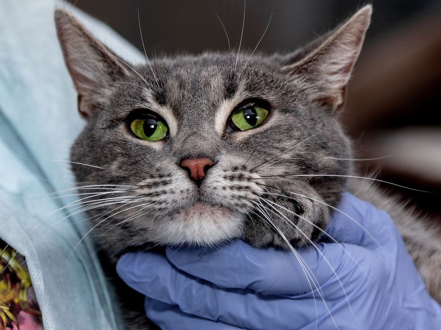 Кошка с громким именем