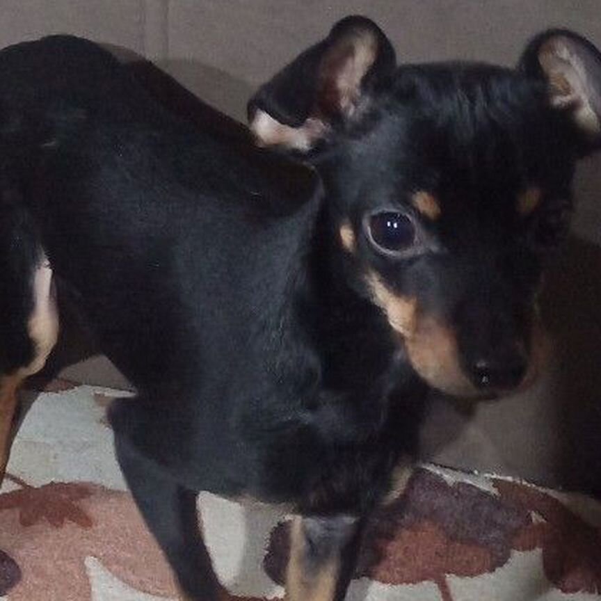 Русский той-терьер, щенок