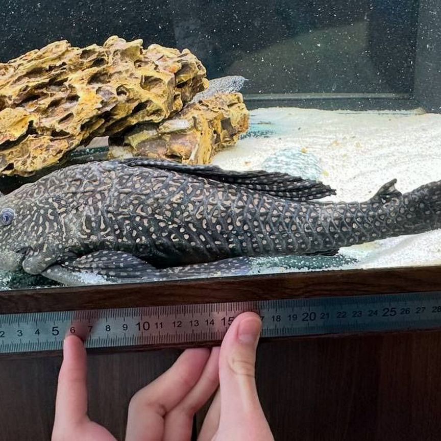 Птеригоплихт