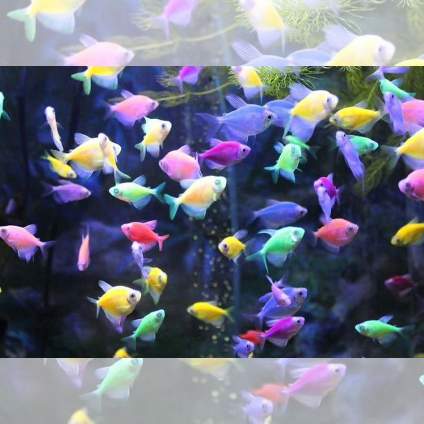 Аквариумные рыбки