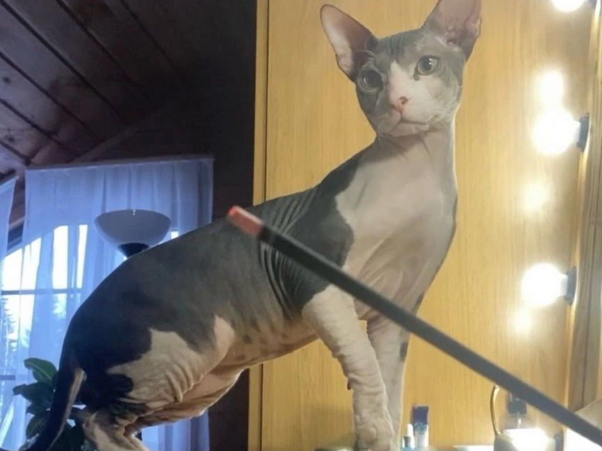 Кошка сфинкс