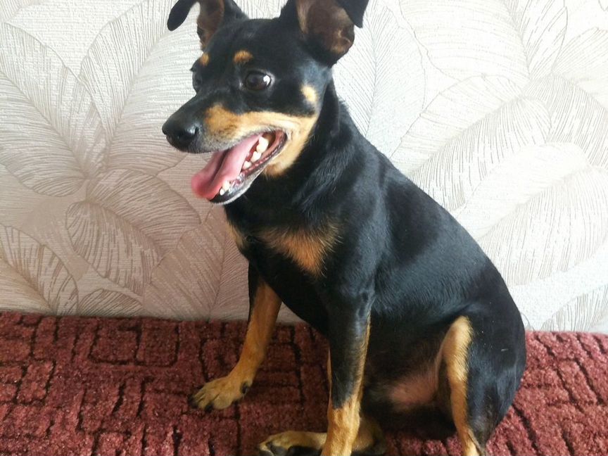 Русский той-терьер вязка