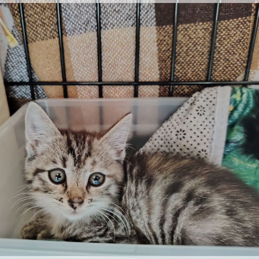 Котята в добрые руки бесплатно