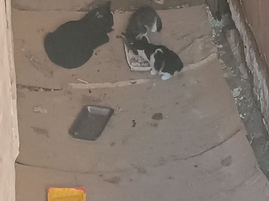 Котята в добрые руки ищут мам и пап