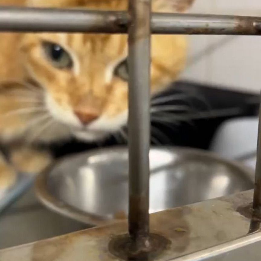 Рыжий котик