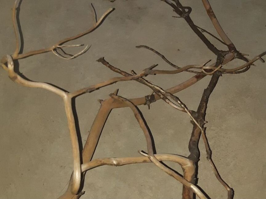 Ветка или коряга для террариума