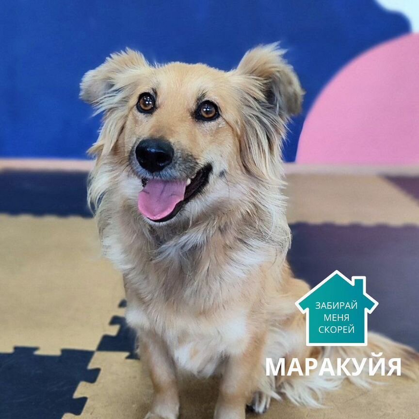 Удивительная Маракуйя