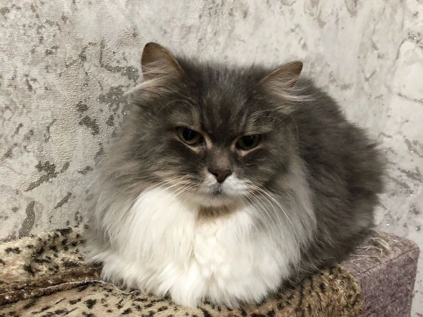 Тихон ищет дом