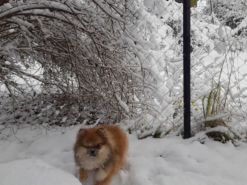 Померанский шпиц