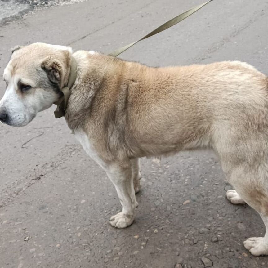 Нашёлся алабай