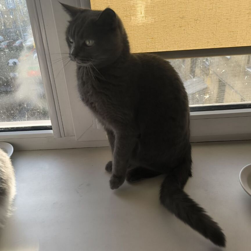 Британский короткошёрстный кот, взрослый