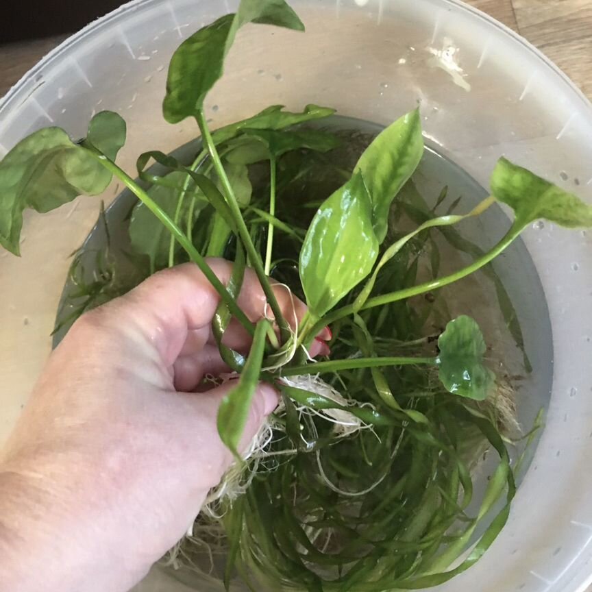 Аквариумное растение