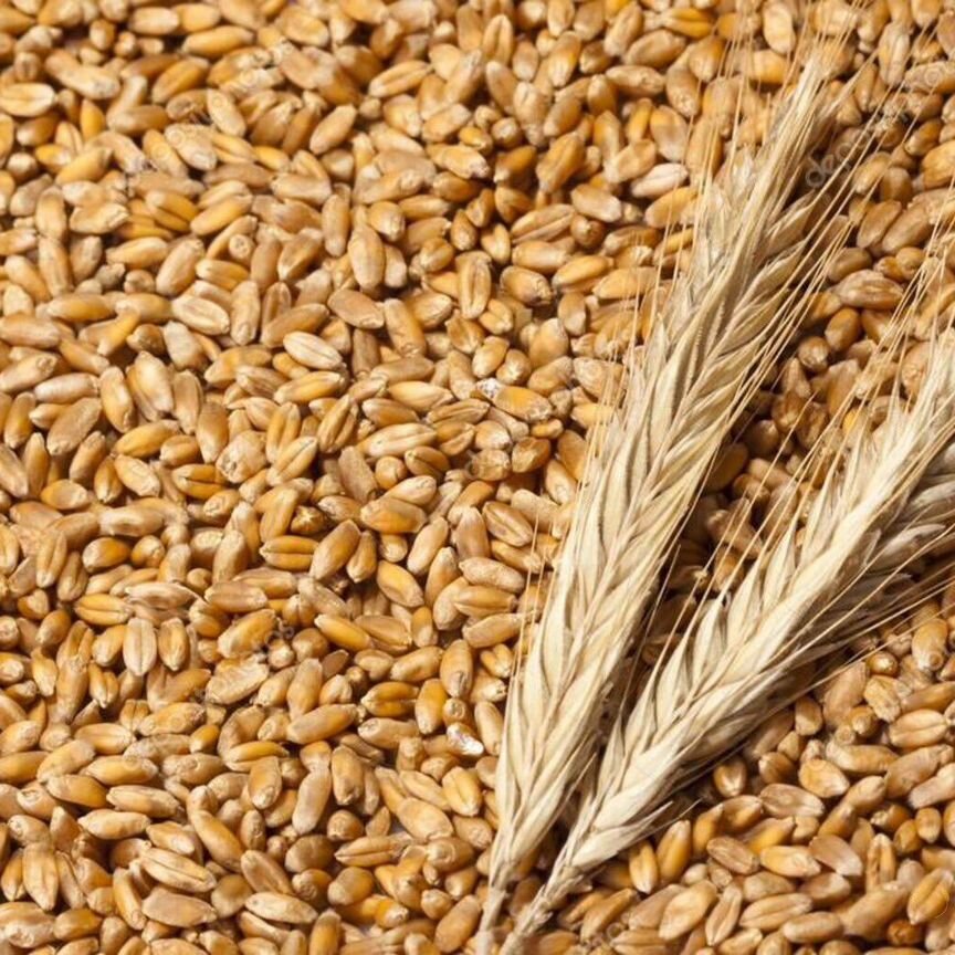 Пшеница озимая россыпью