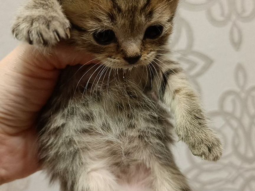 Шотландские котята