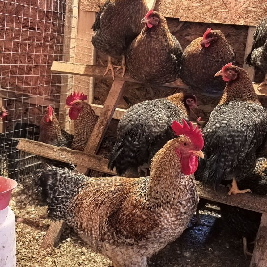 Чистопородные куры Белифельдер