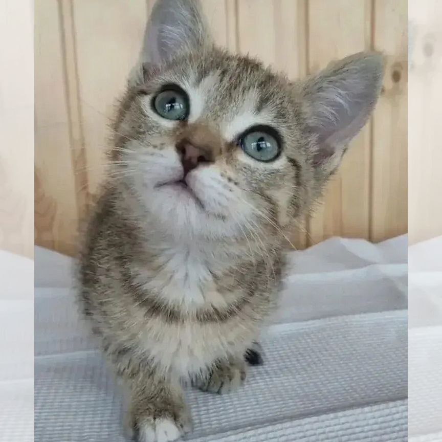 Котёнок в добрые руки