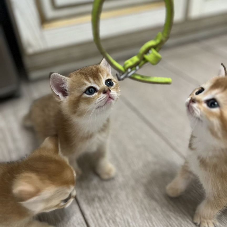 Шотландские котята золотая шиншилла