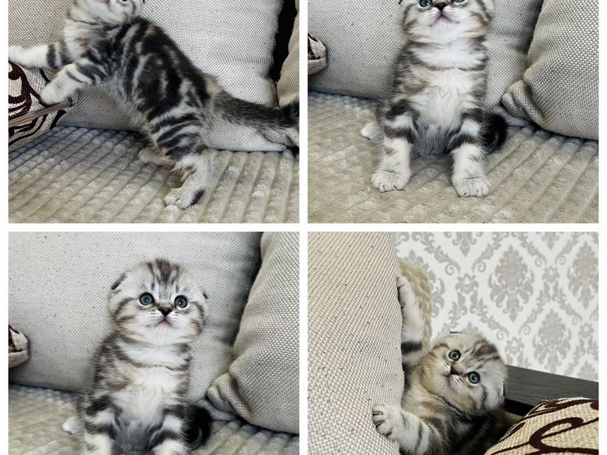 Шотландские вислоухие котята