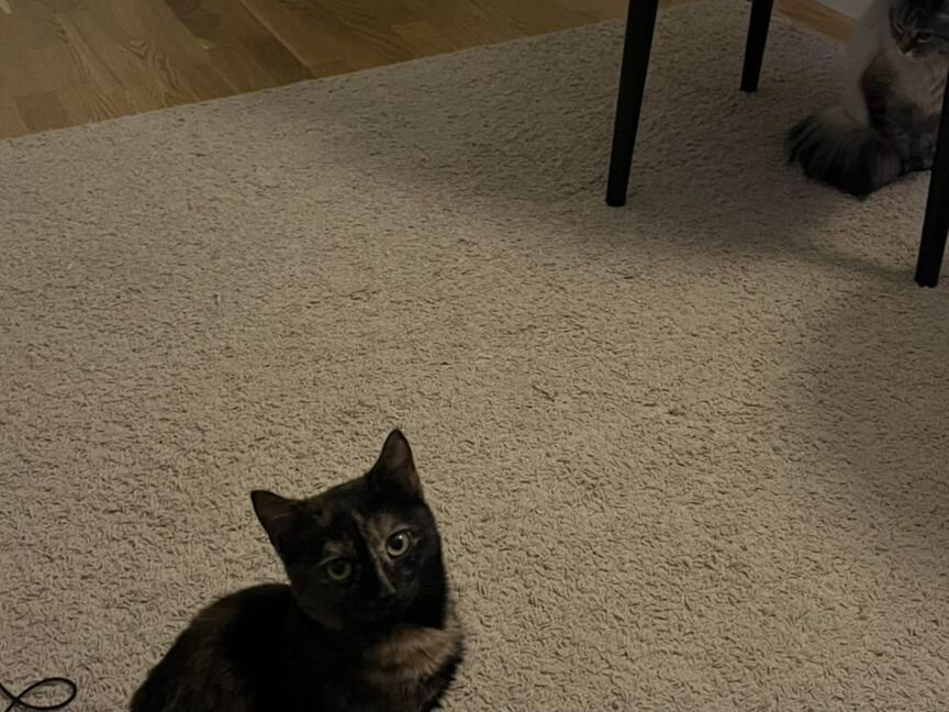 Кошка Ночка